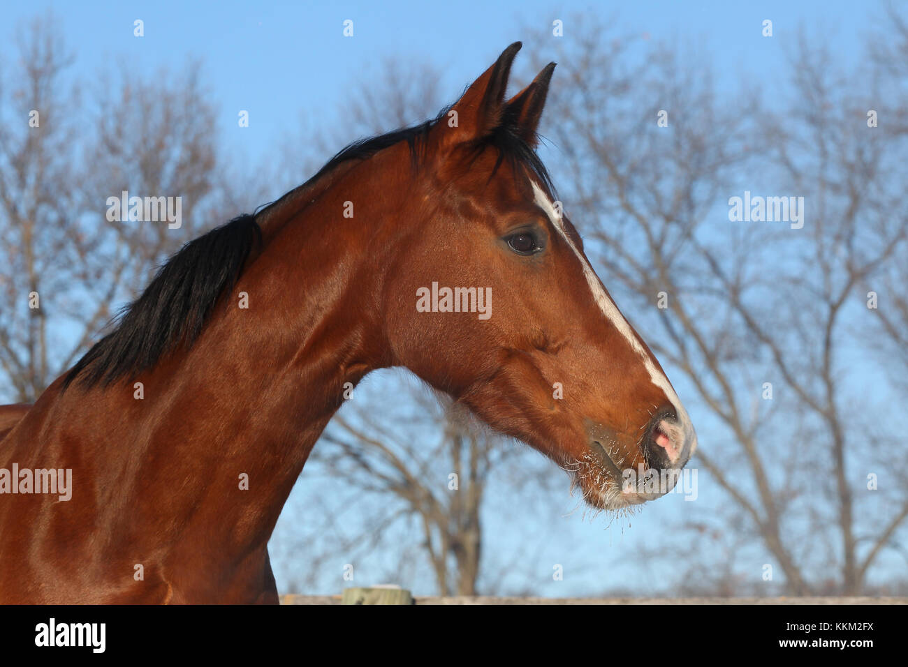 Rhinelander High Resolution Stock Photography and Images - Alamy