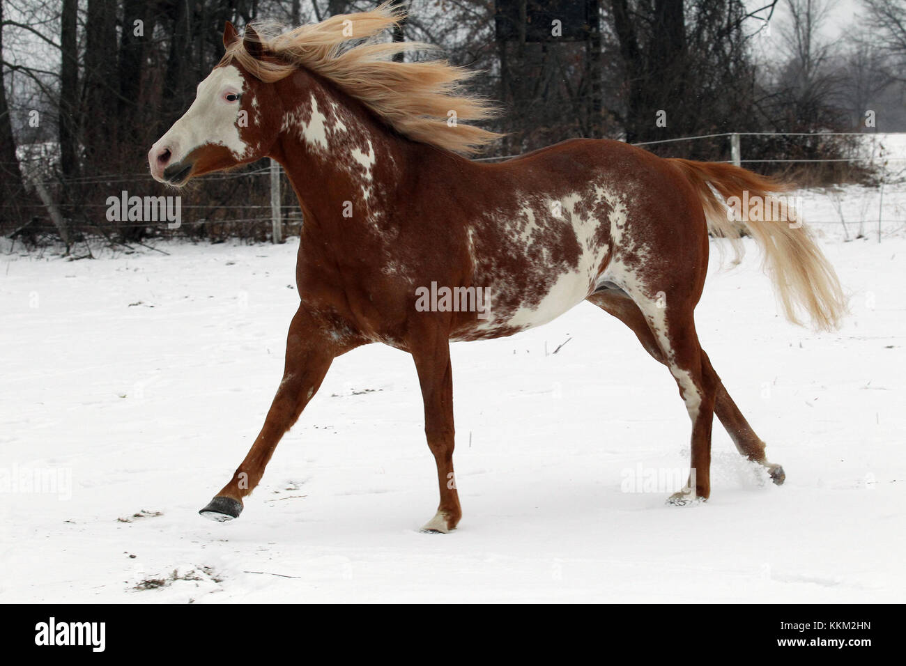 Overo horse hi-res stock photography and images - Alamy