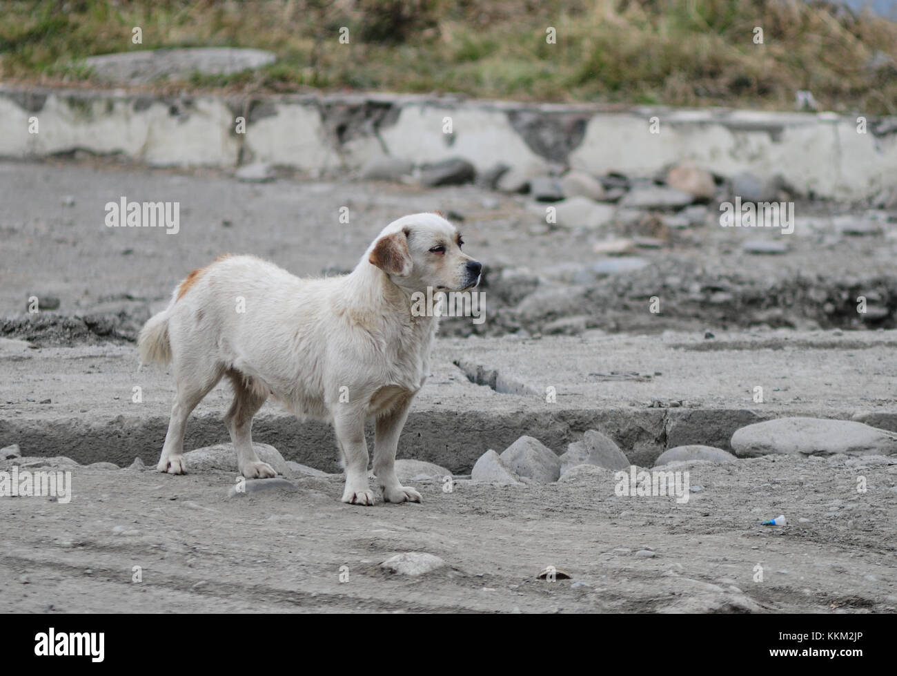 The dog at the Tibetan village in Sichuan, China Stock Photo - Alamy