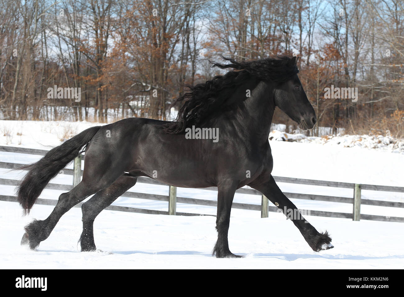 Friesian Cantering in the snow Stock Photo - Alamy