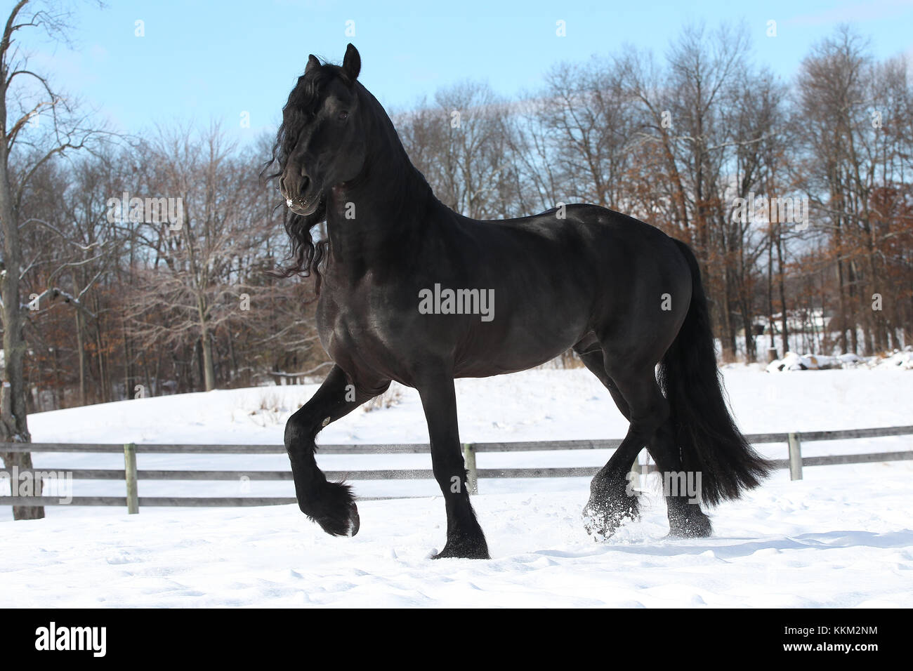 Friesian horse walking snow hi-res stock photography and images - Alamy