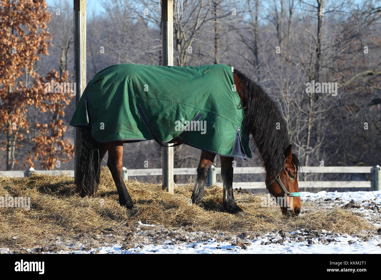 Morgan horse standing hi-res stock photography and images - Alamy