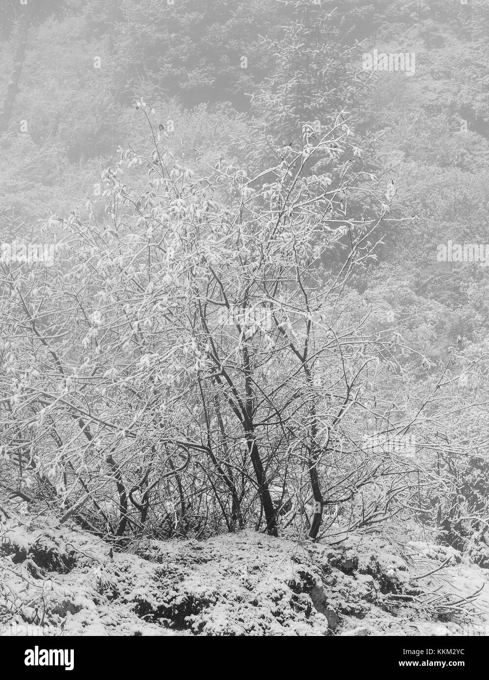 Winter trees on snow white background in Sichuan, China Stock Photo - Alamy