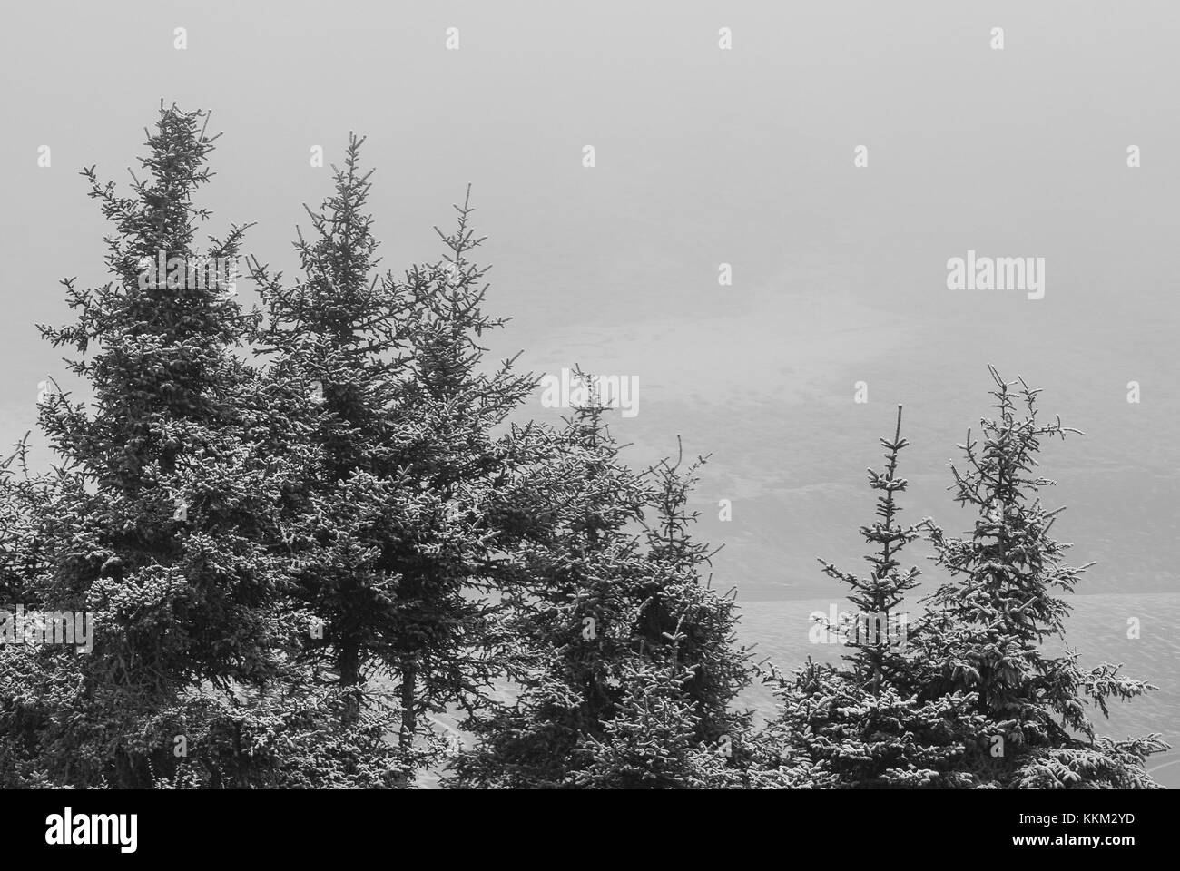 Winter trees on snow white background in Sichuan, China Stock Photo - Alamy