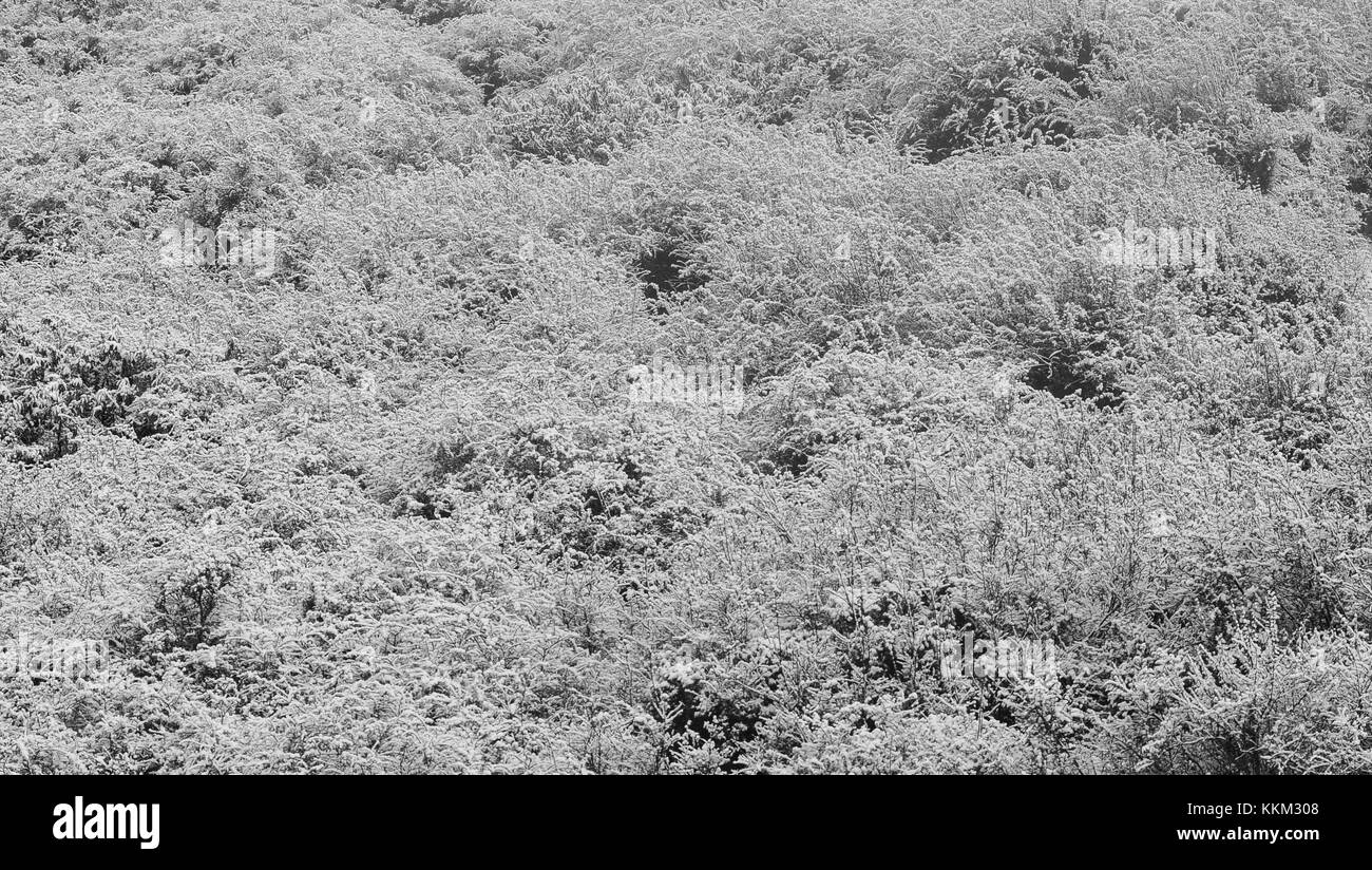 Winter trees on snow white background in Sichuan, China Stock Photo - Alamy