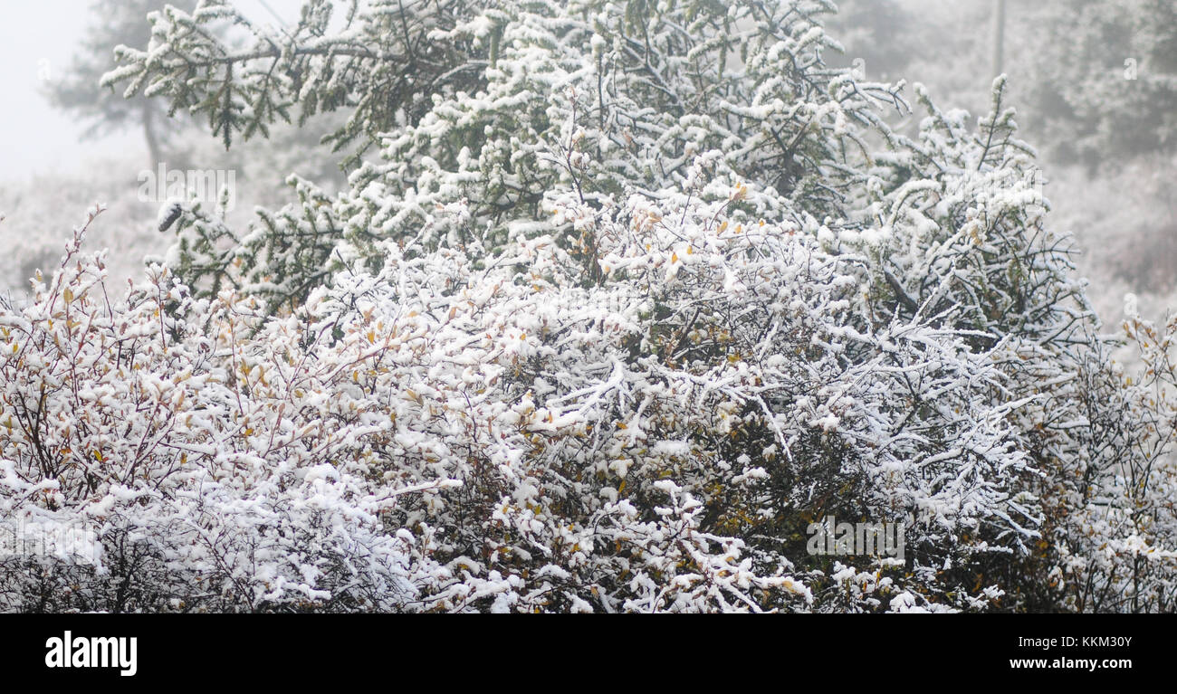 Winter trees on snow white background in Sichuan, China Stock Photo - Alamy
