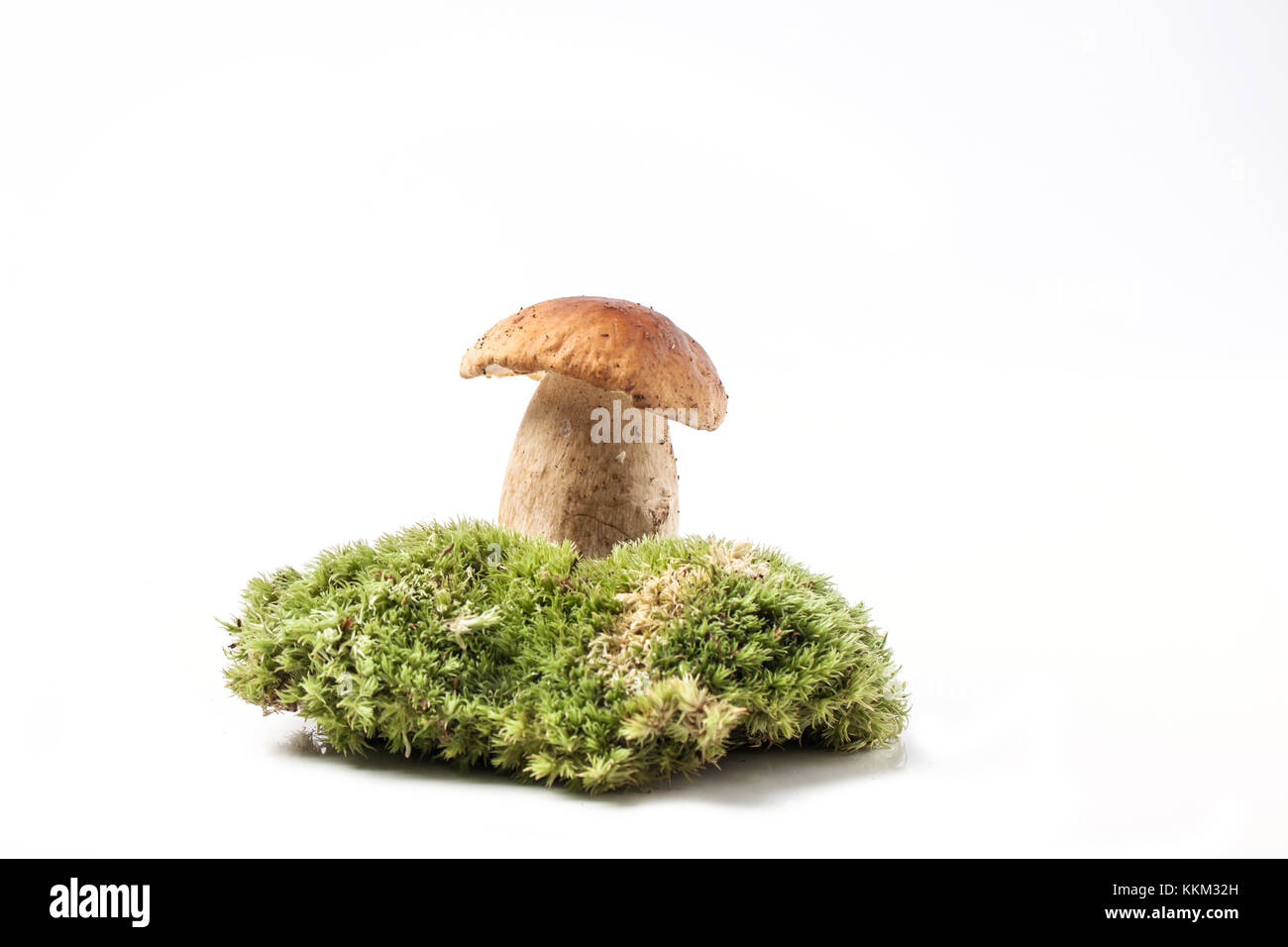 One cep mushroom on green forest moss isolated over white Stock Photo ...