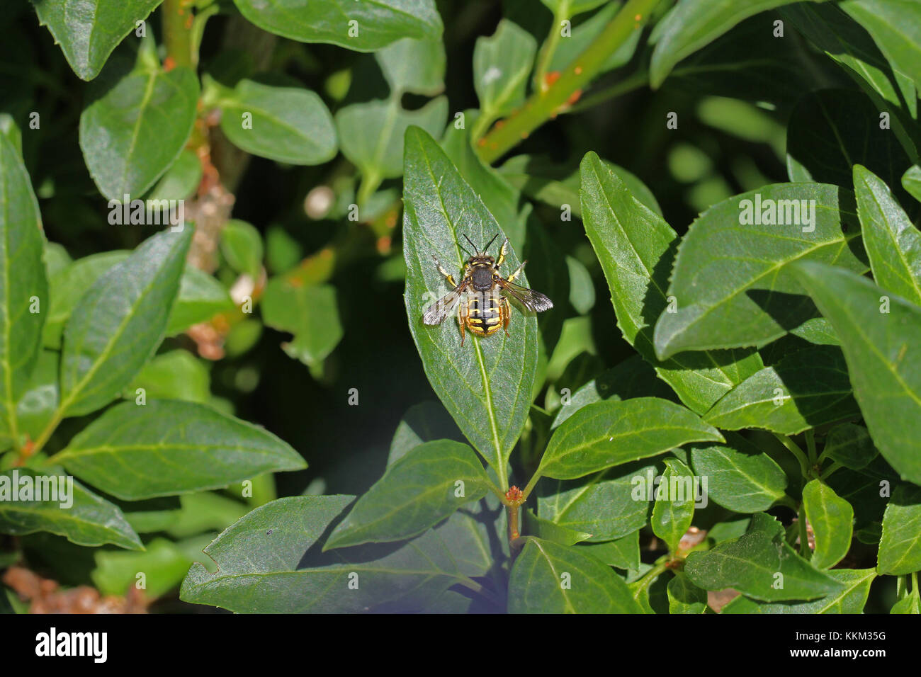 Photinia variegata hi-res stock photography and images - Alamy