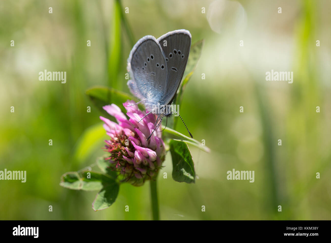 Common blue butterfly feeding on red clover Stock Photo - Alamy