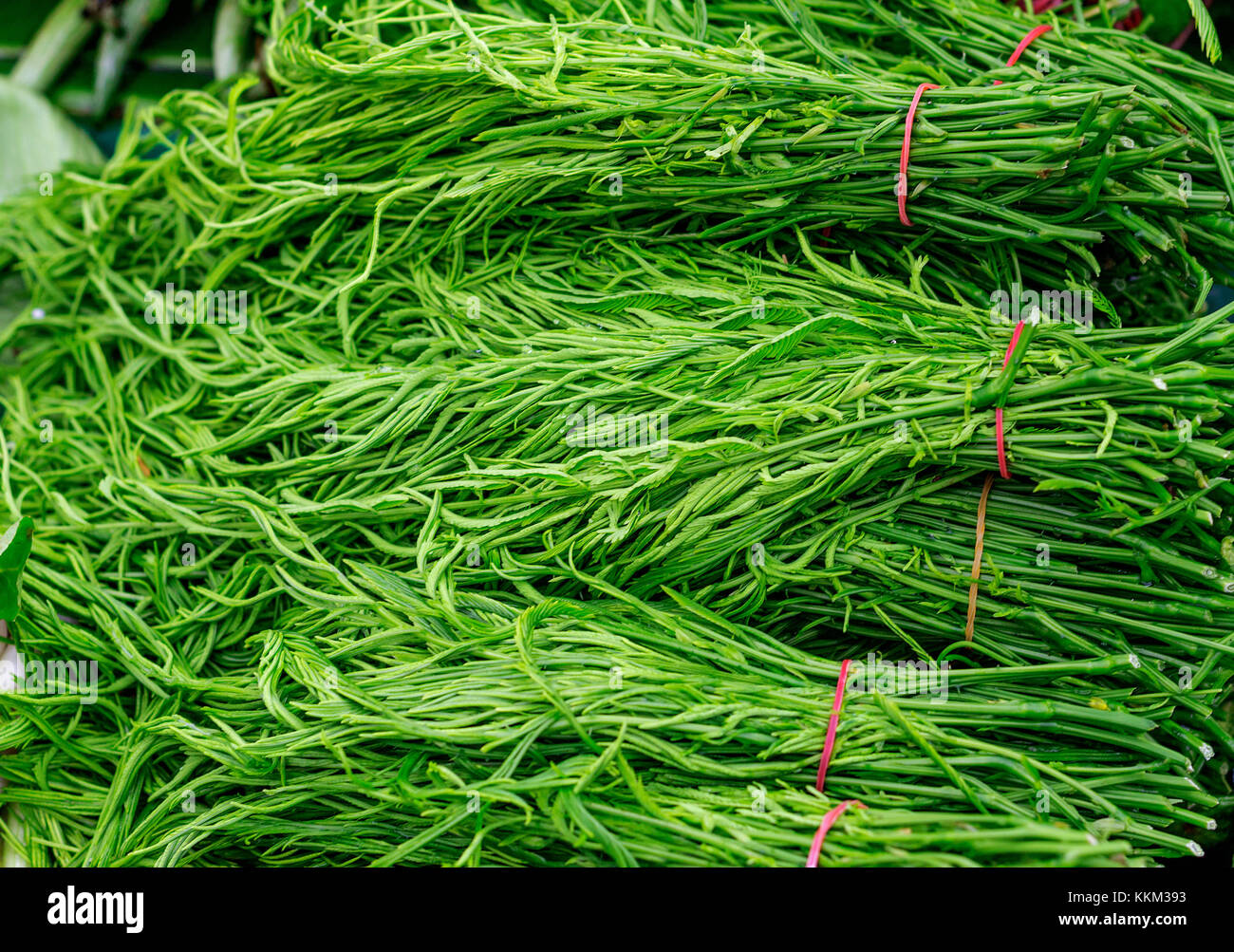 acacia green vegetable good for health but smeel bad Stock Photo - Alamy