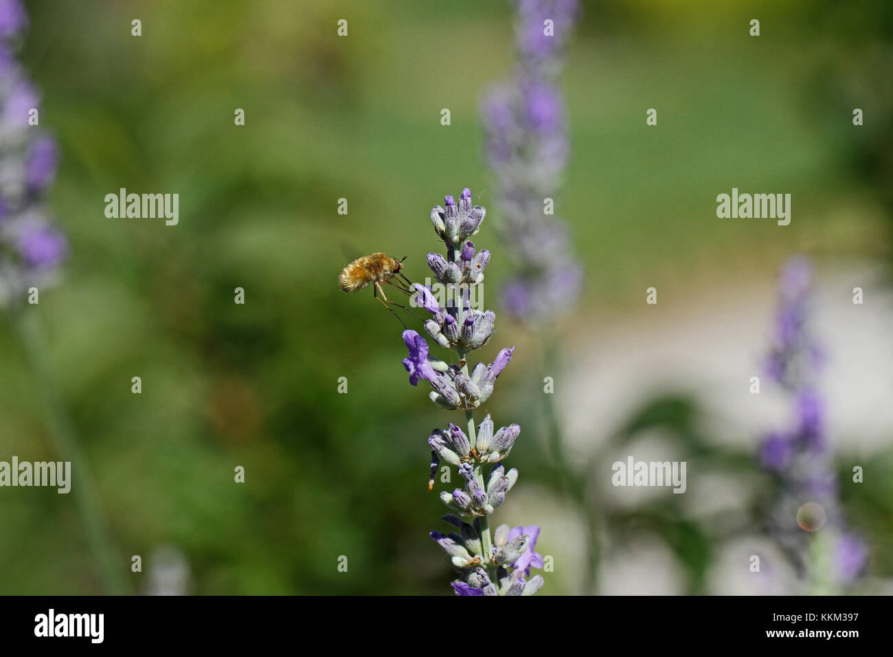 Lavandula major hi-res stock photography and images - Alamy