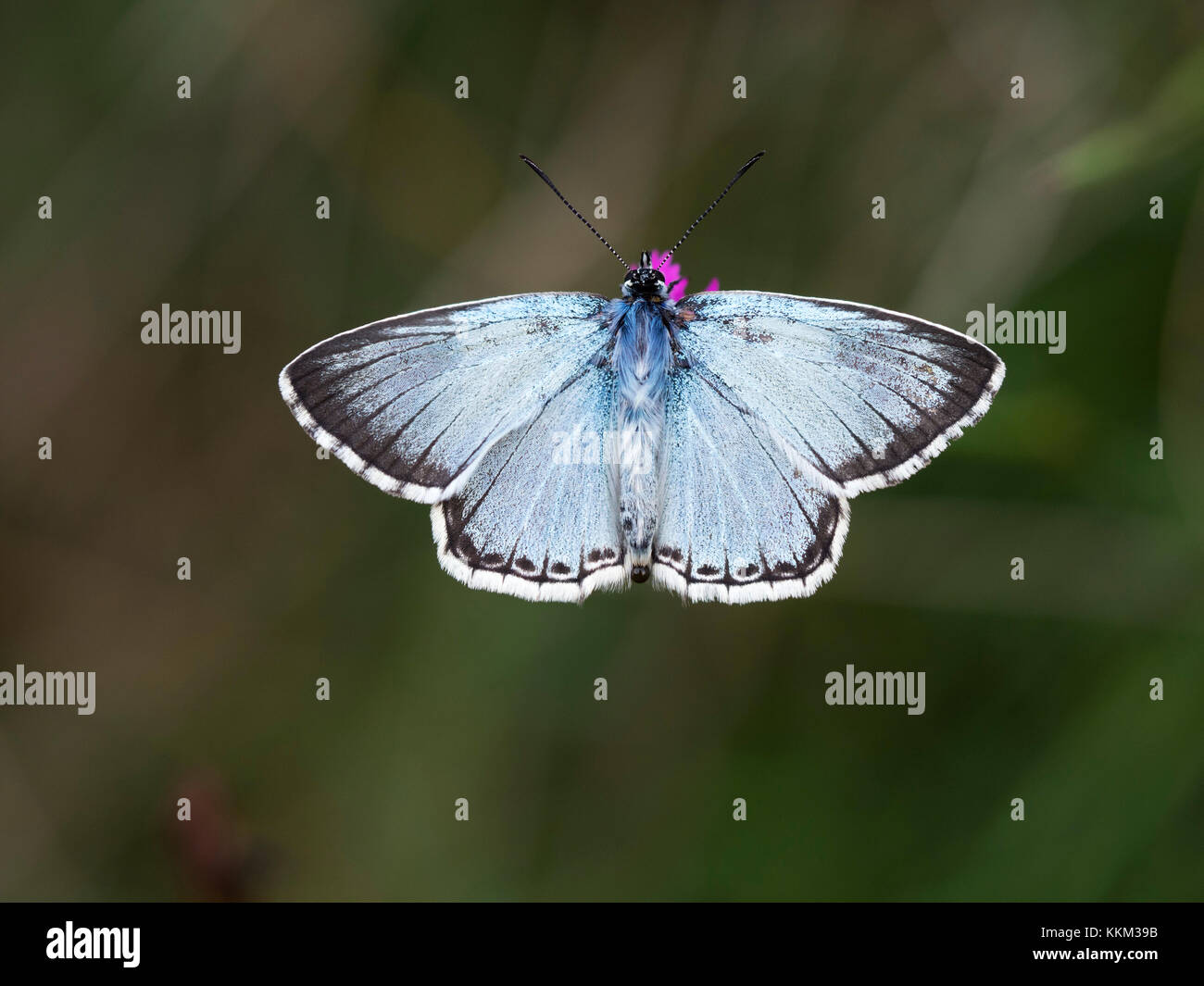 Butterfly common blue hi-res stock photography and images - Alamy