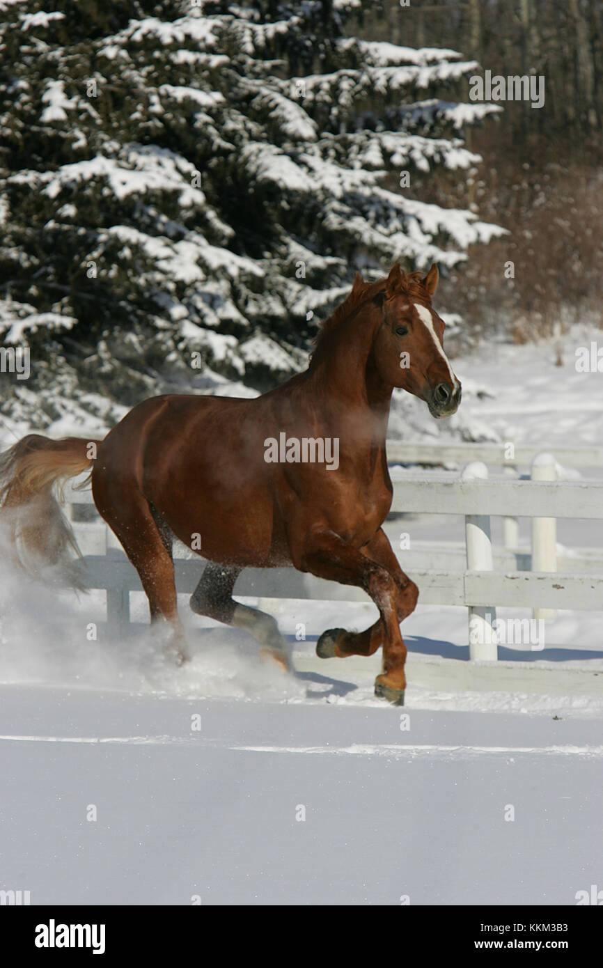 Trakehner Stallion Stock Photos & Trakehner Stallion Stock Images - Alamy