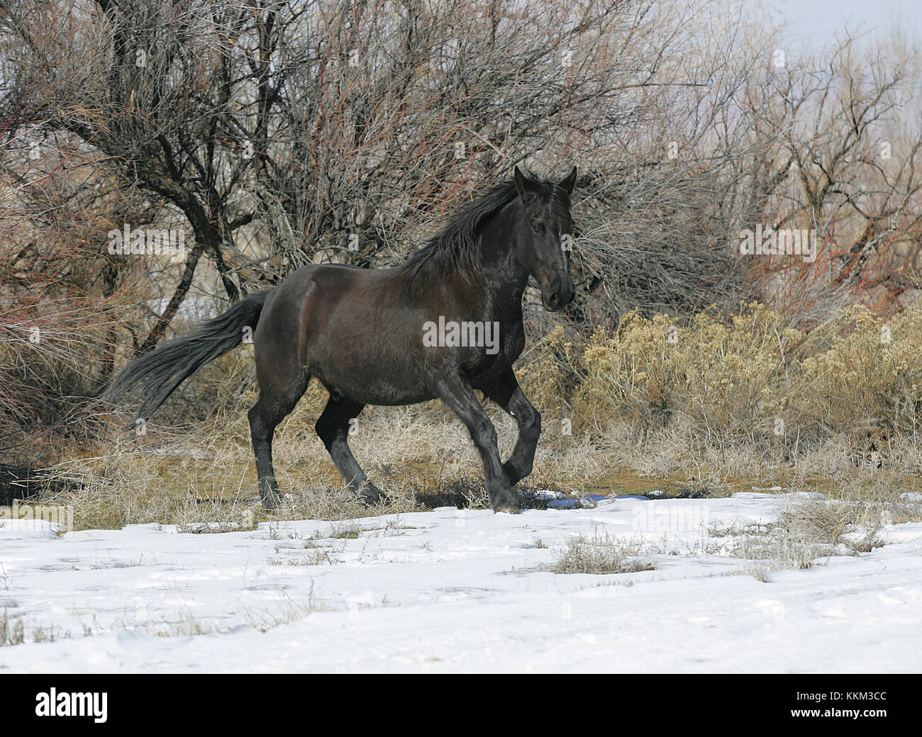 Black mustang hi-res stock photography and images - Alamy