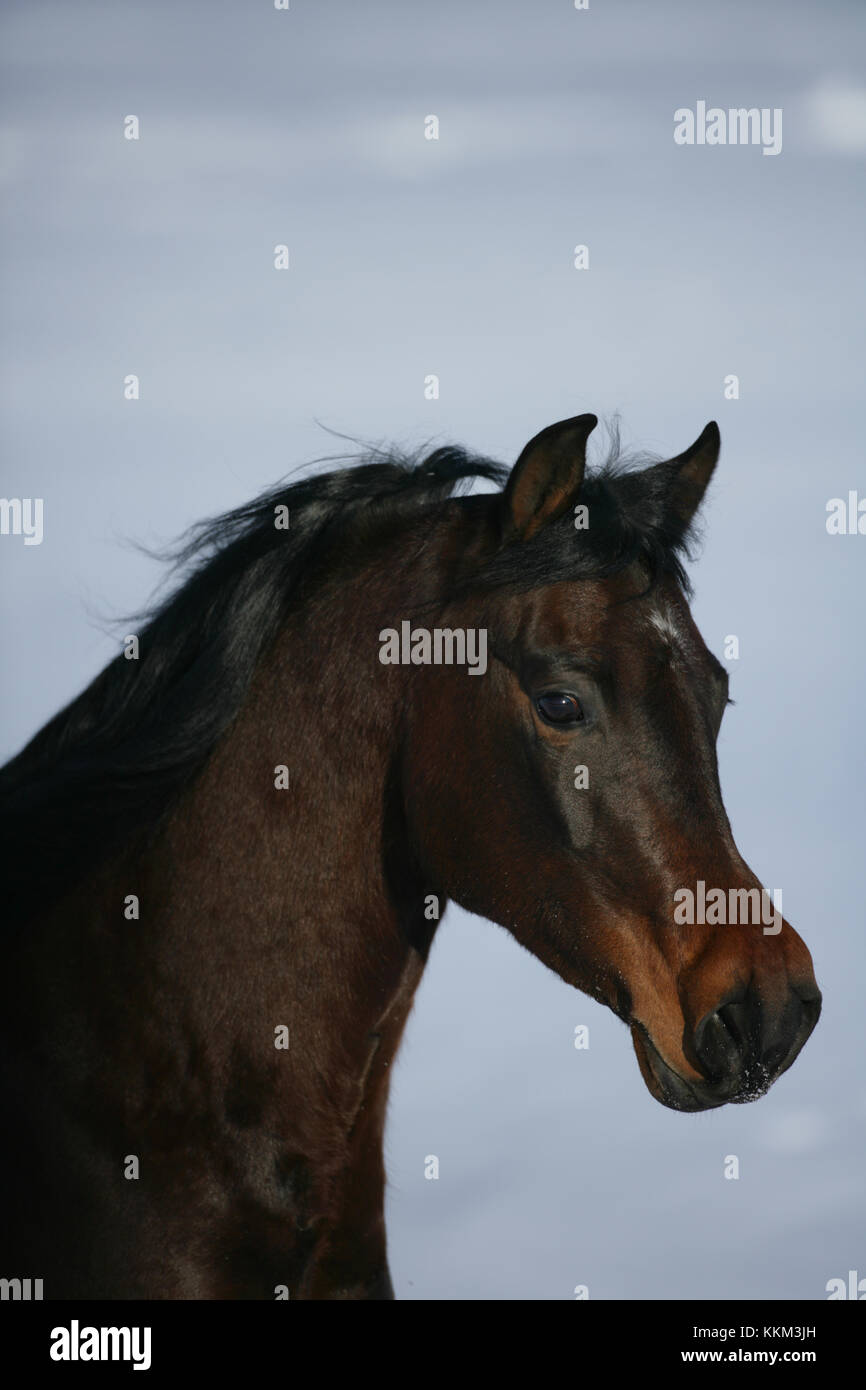 Morgan horse standing hi-res stock photography and images - Alamy