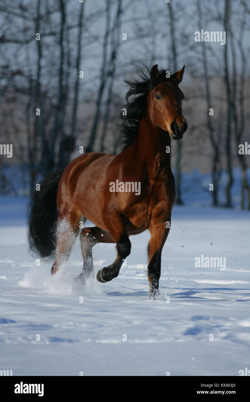 Morgan horse hi-res stock photography and images - Alamy