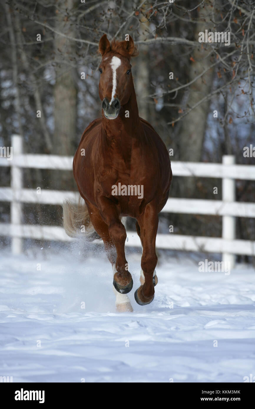 Trakehner hi-res stock photography and images - Alamy