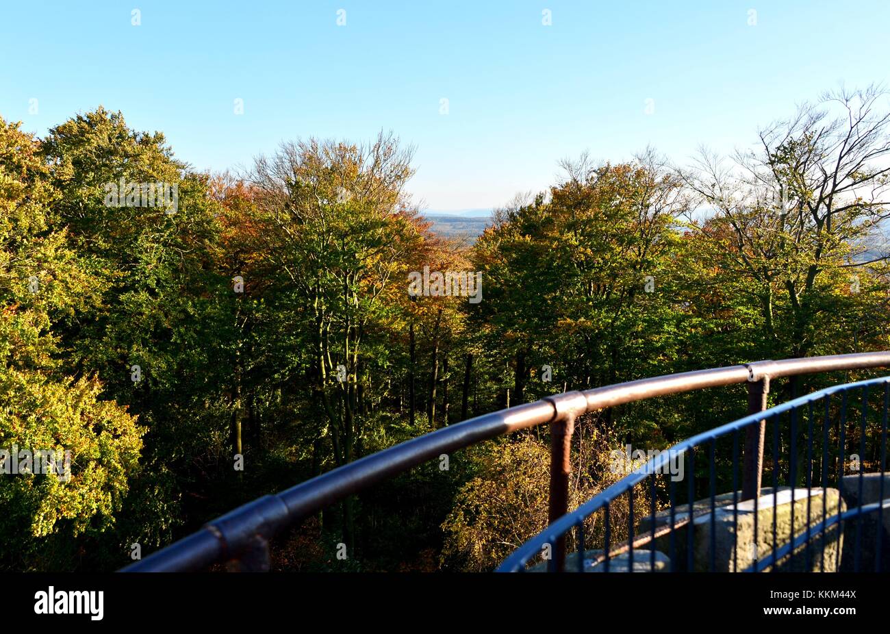 Colorful leaves of multiple trees in a forest near Nienstedt (Germany ...