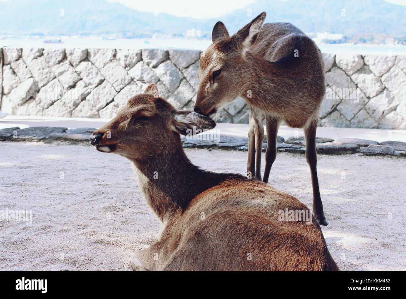 Japanese forest animals hi-res stock photography and images - Alamy