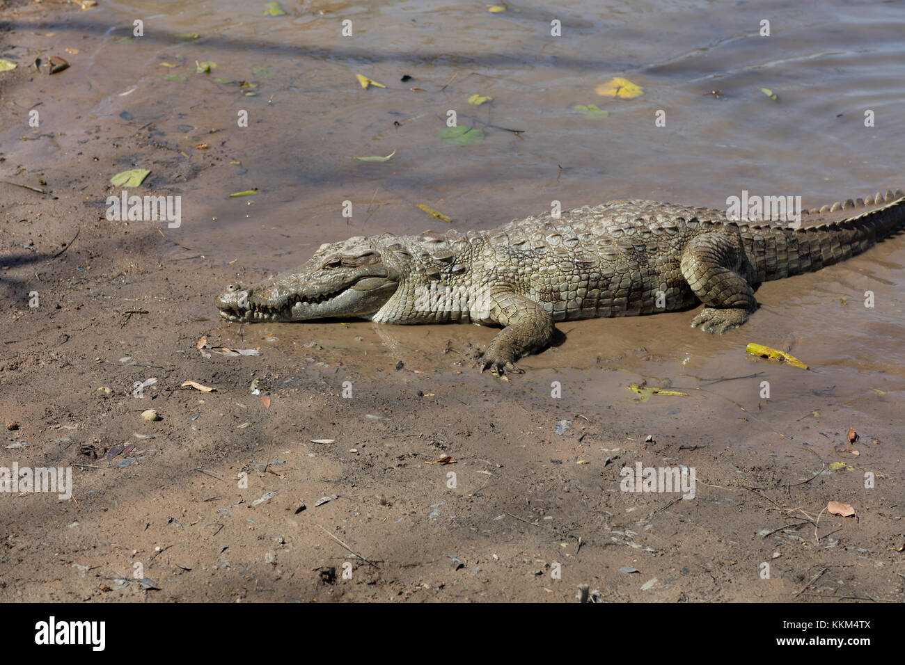 sacred crocodile in Sabou, Burkina Faso, Africa Stock Photo - Alamy