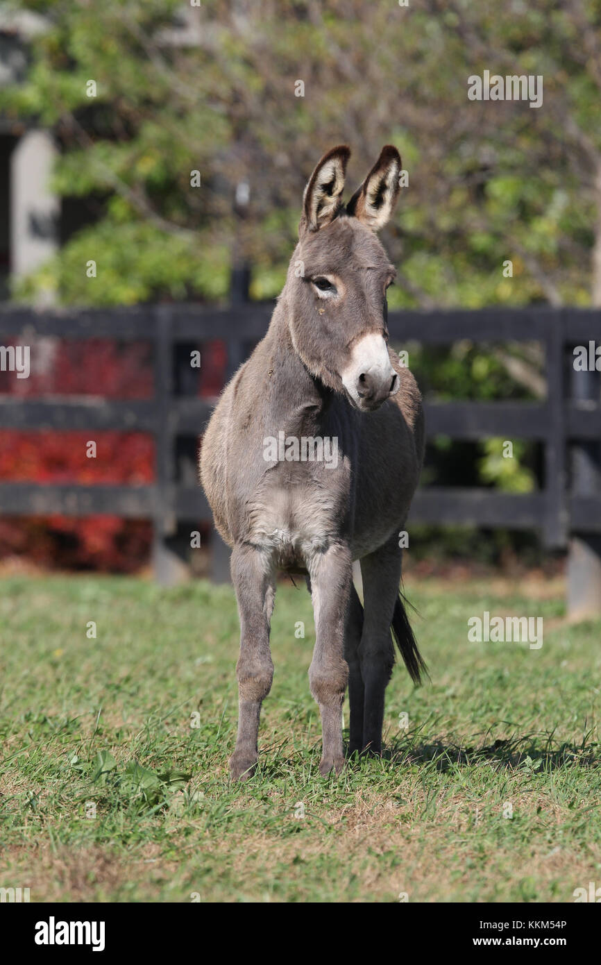 Donkey looking to camera hi-res stock photography and images - Alamy