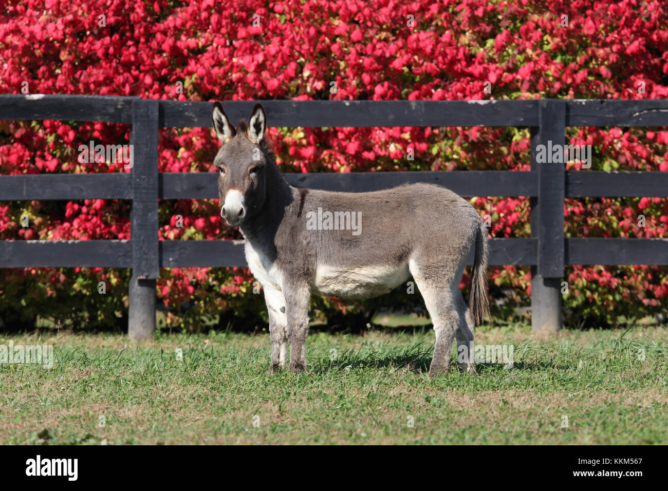 Donkey profile hi-res stock photography and images - Alamy