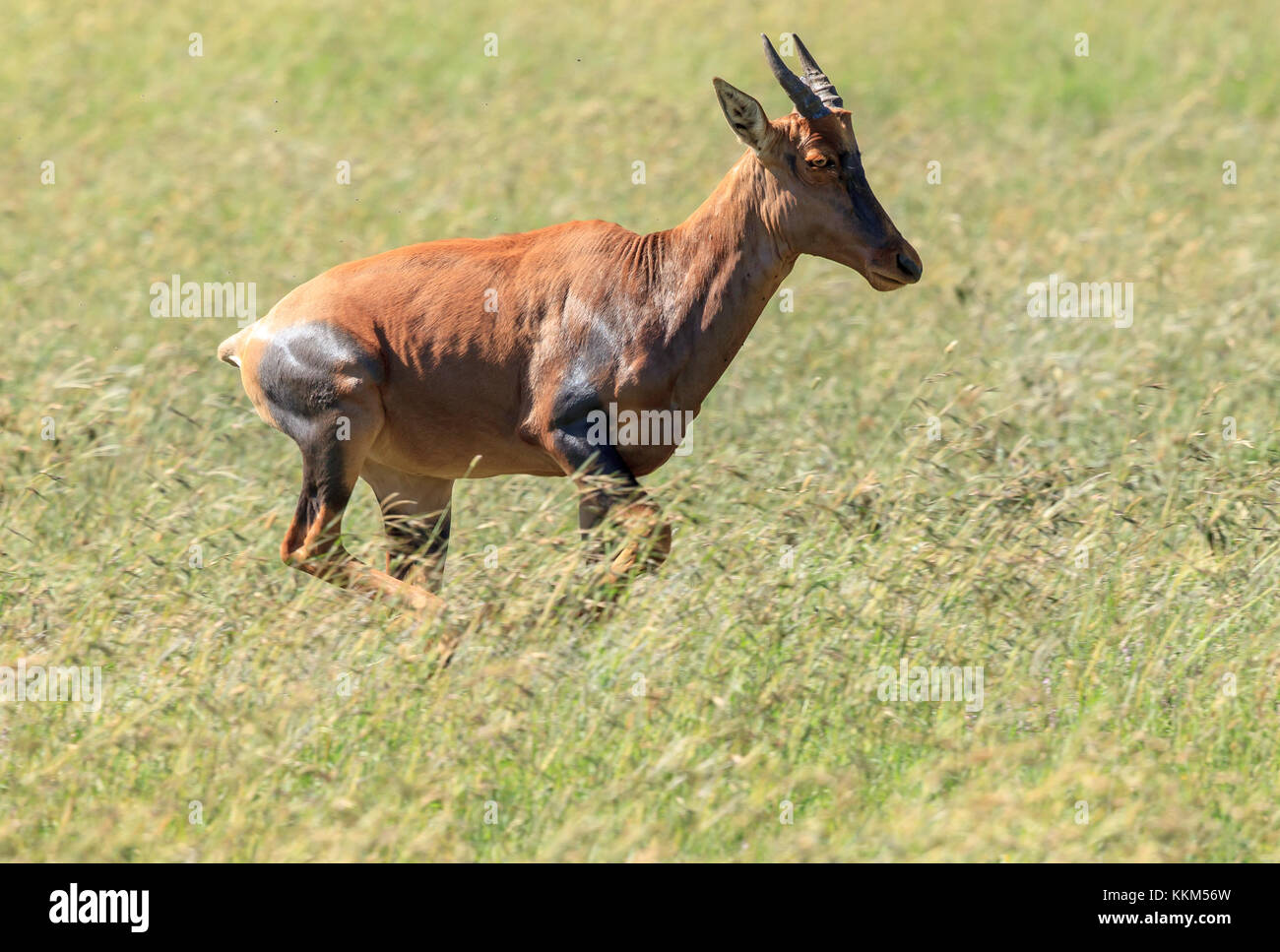 A Topi antelope Stock Photo - Alamy