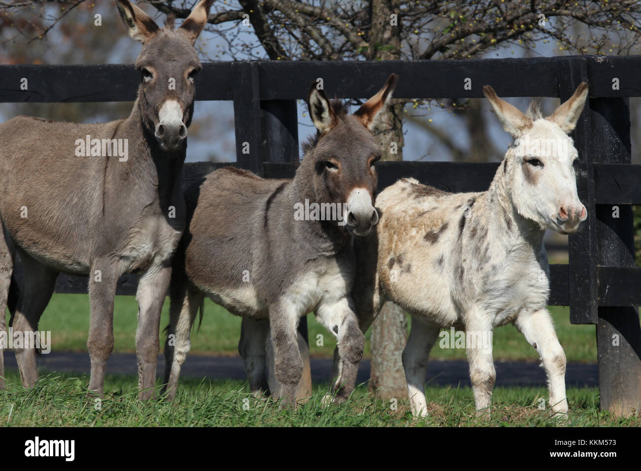 Group donkeys hi-res stock photography and images - Alamy