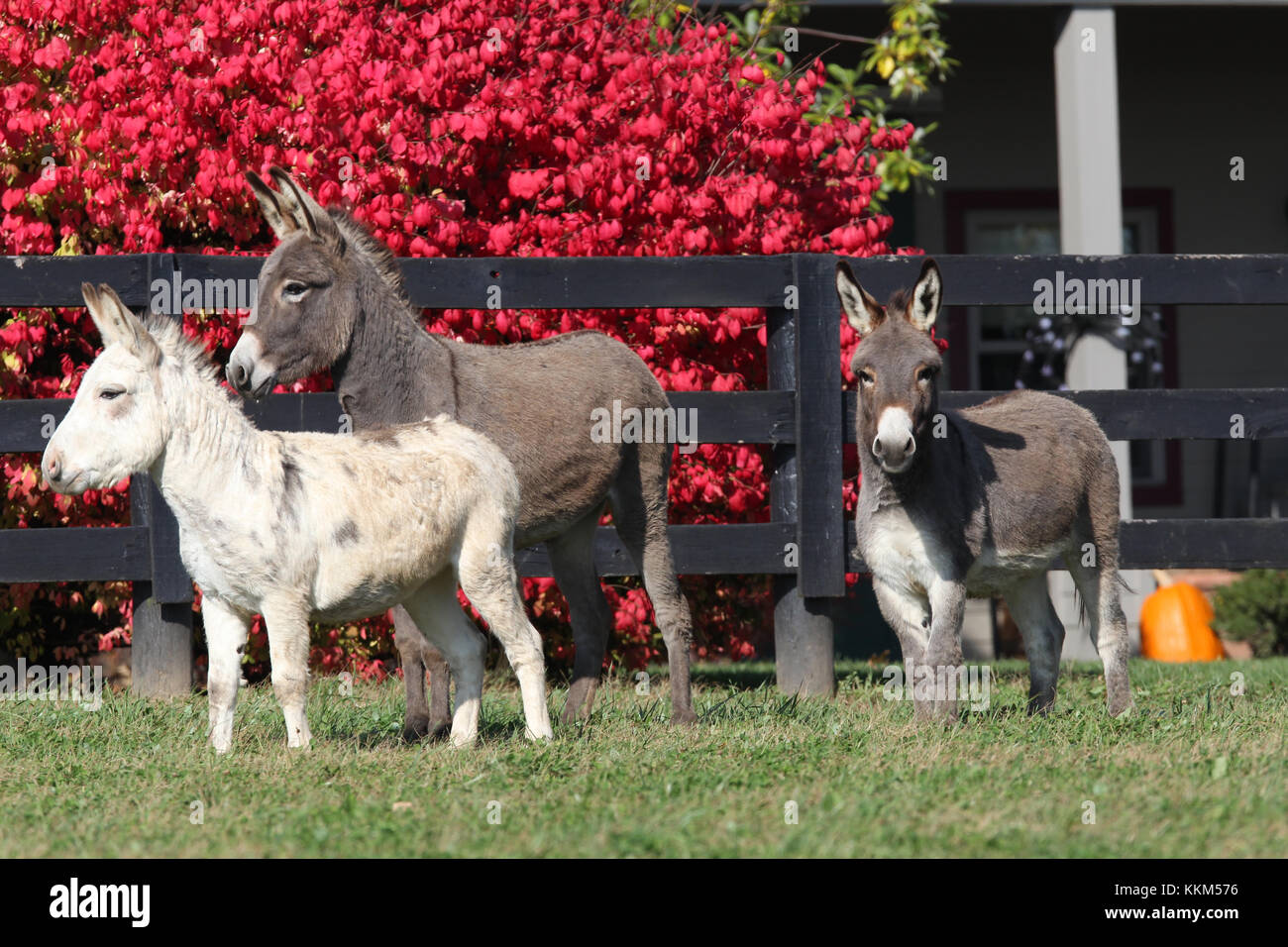 Group donkeys hi-res stock photography and images - Alamy