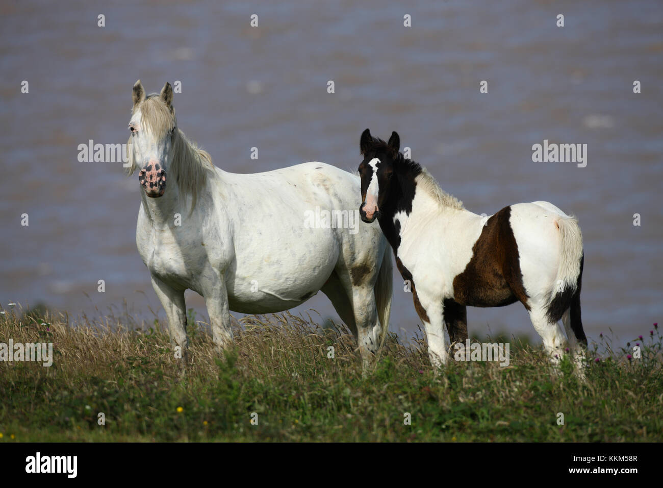 Water foal hi-res stock photography and images - Alamy