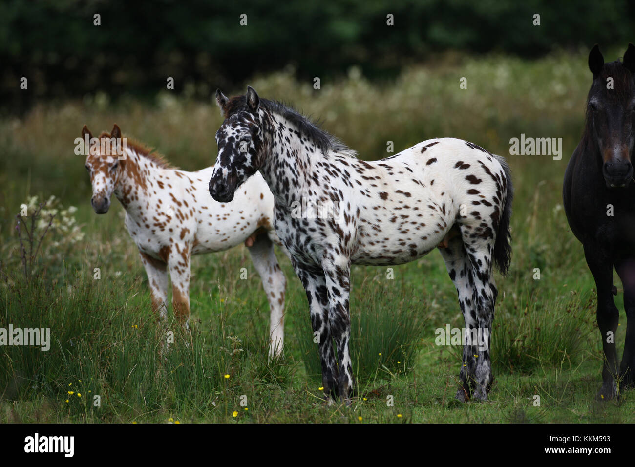 Foals looking hi-res stock photography and images - Alamy