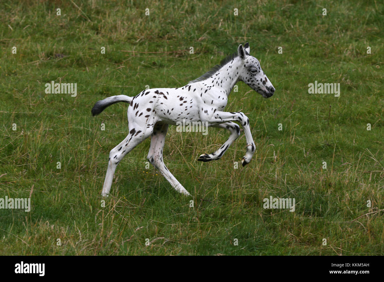 6 Spotted High Resolution Stock Photography and Images - Alamy