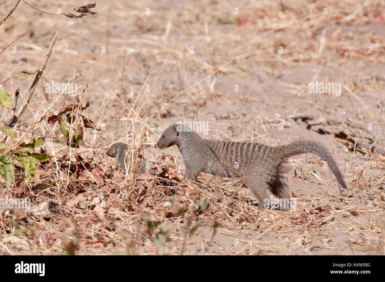 Banded Mongoose (Mungos mungo), Chobe National Park, Botswana Stock ...