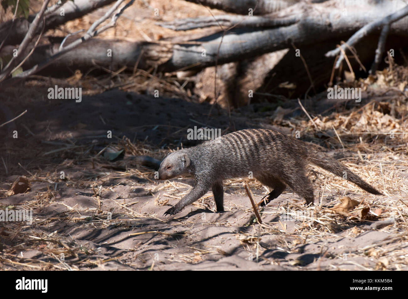 Banded Mongoose (Mungos mungo), Chobe National Park, Botswana Stock ...