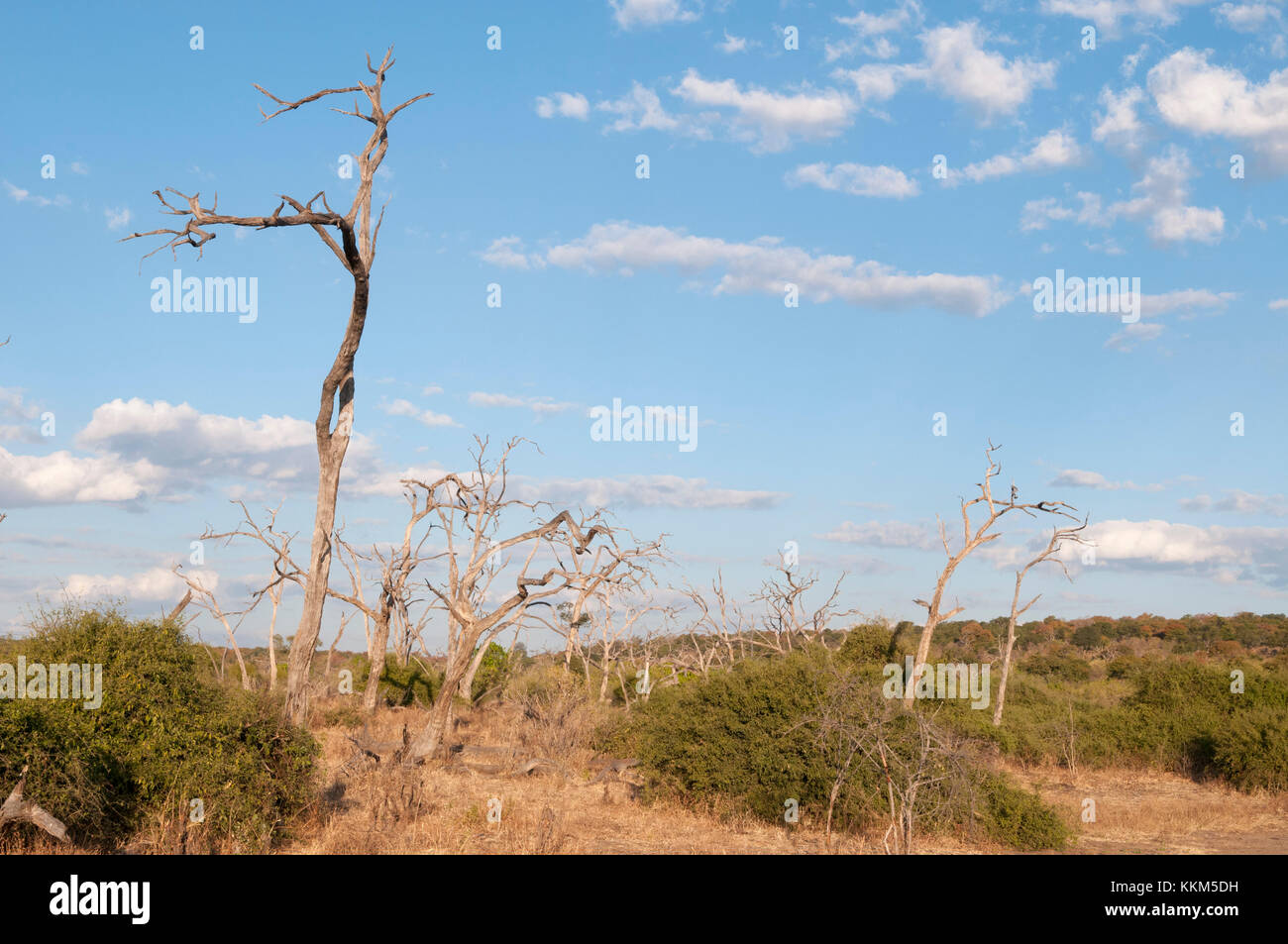 Botswana national park hi-res stock photography and images - Alamy