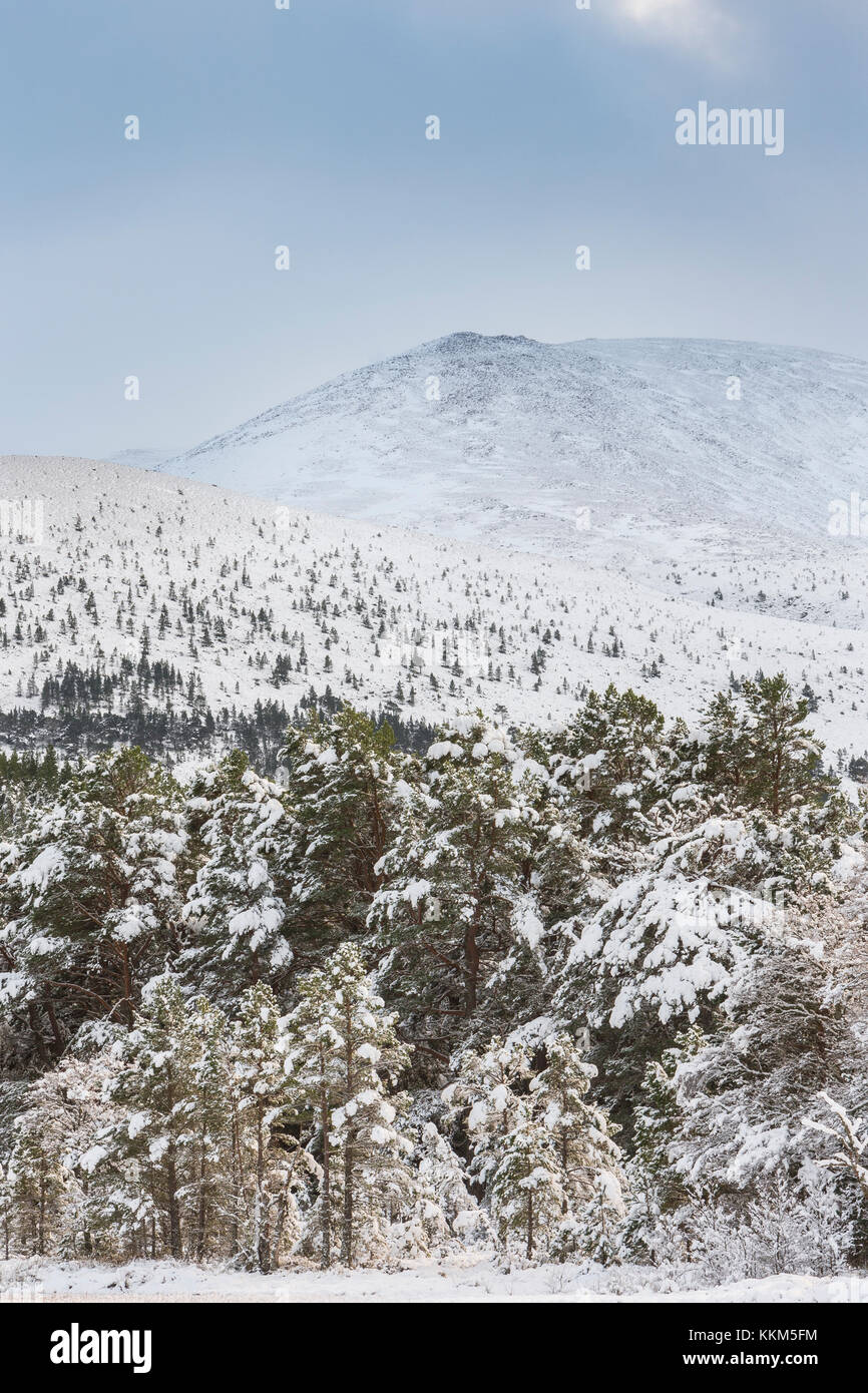 Winter in the Cairngorms National Park of Scotland Stock Photo - Alamy