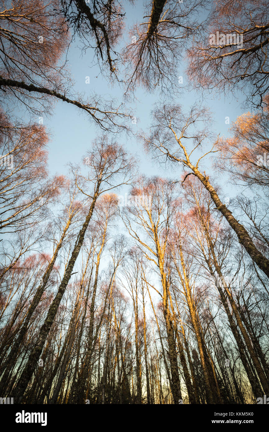 Canopy of Birch trees in Autumn in the Cairngorms National Park Stock ...