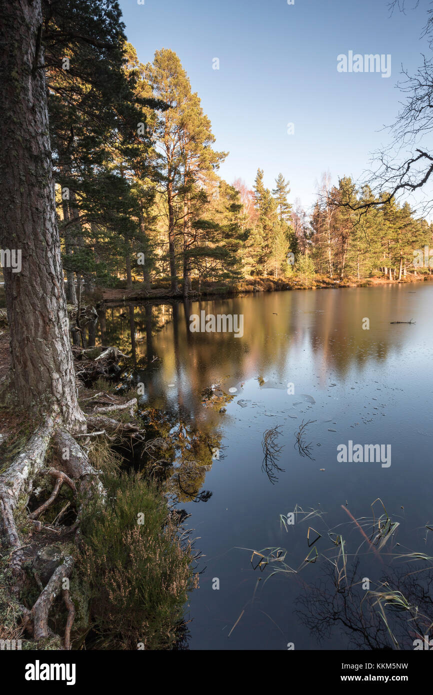 Uath Lochan and Scots Pine at Glen Feshie in Scotland Stock Photo - Alamy