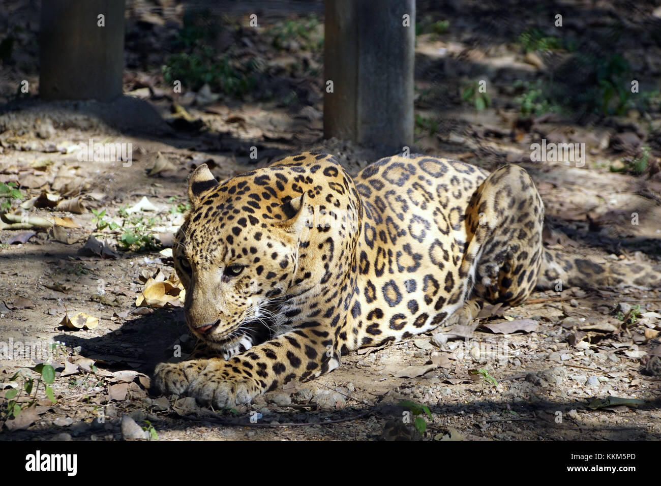 The Jaguar (Panthera onca Stock Photo - Alamy