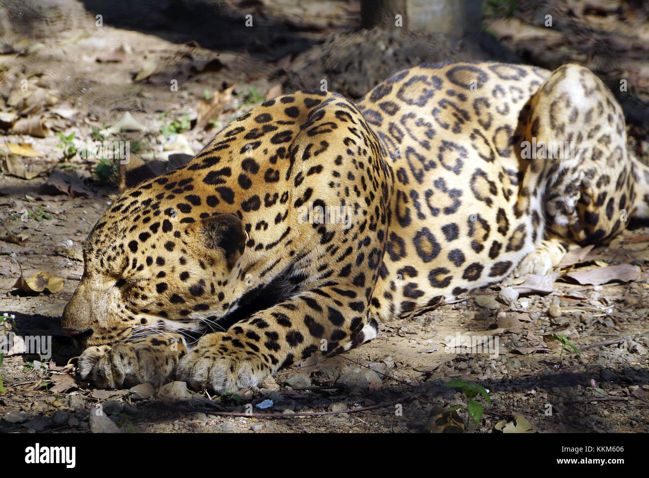 The Jaguar (Panthera onca) in resting pose Stock Photo - Alamy
