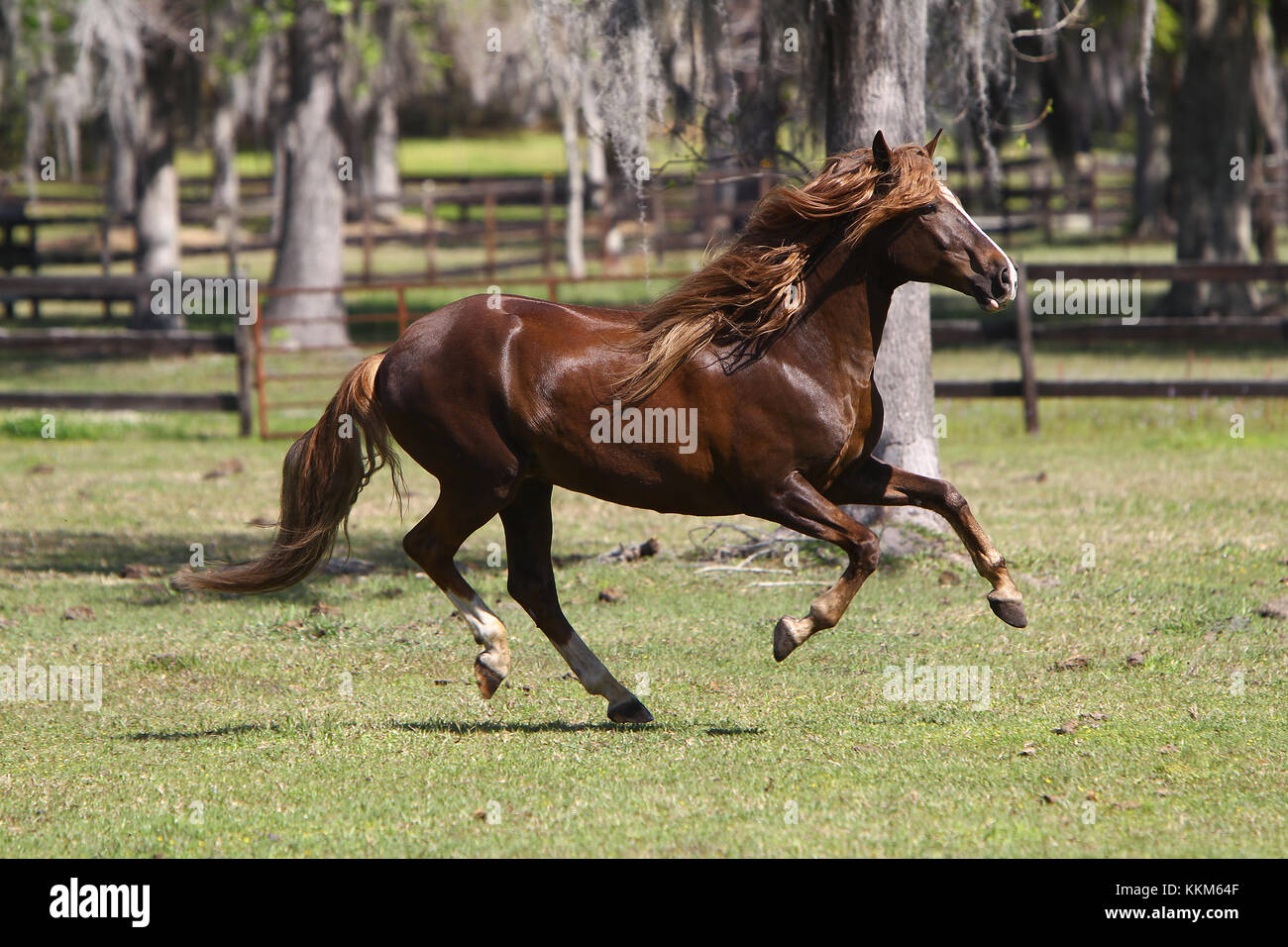Peruvian paso horse hi-res stock photography and images - Alamy