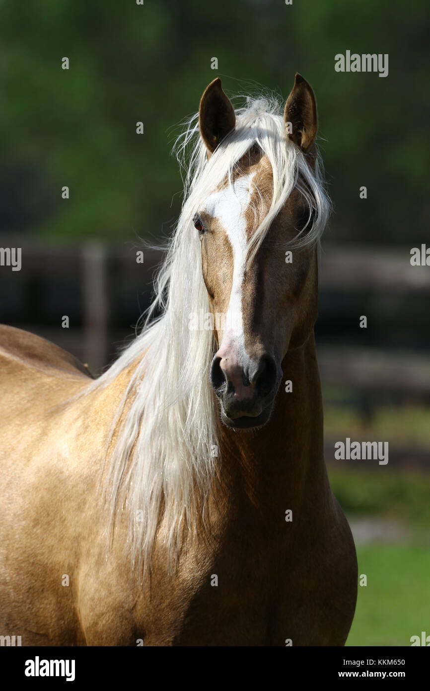 Peruvian Paso Horse High Resolution Stock Photography and Images - Alamy