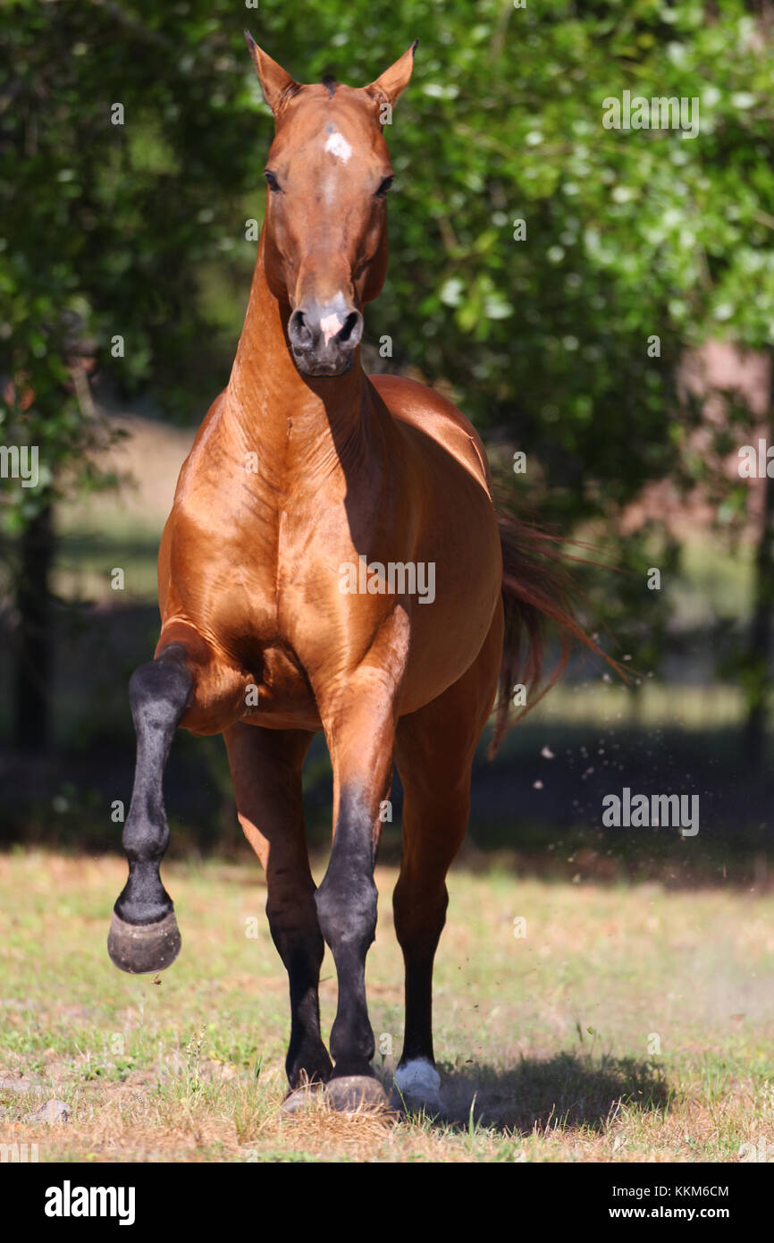 Teke Horse High Resolution Stock Photography and Images - Alamy
