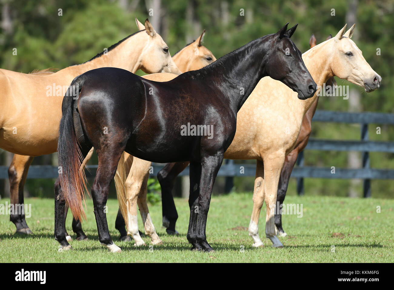 Akhal Tekes Stock Photos & Akhal Tekes Stock Images - Alamy