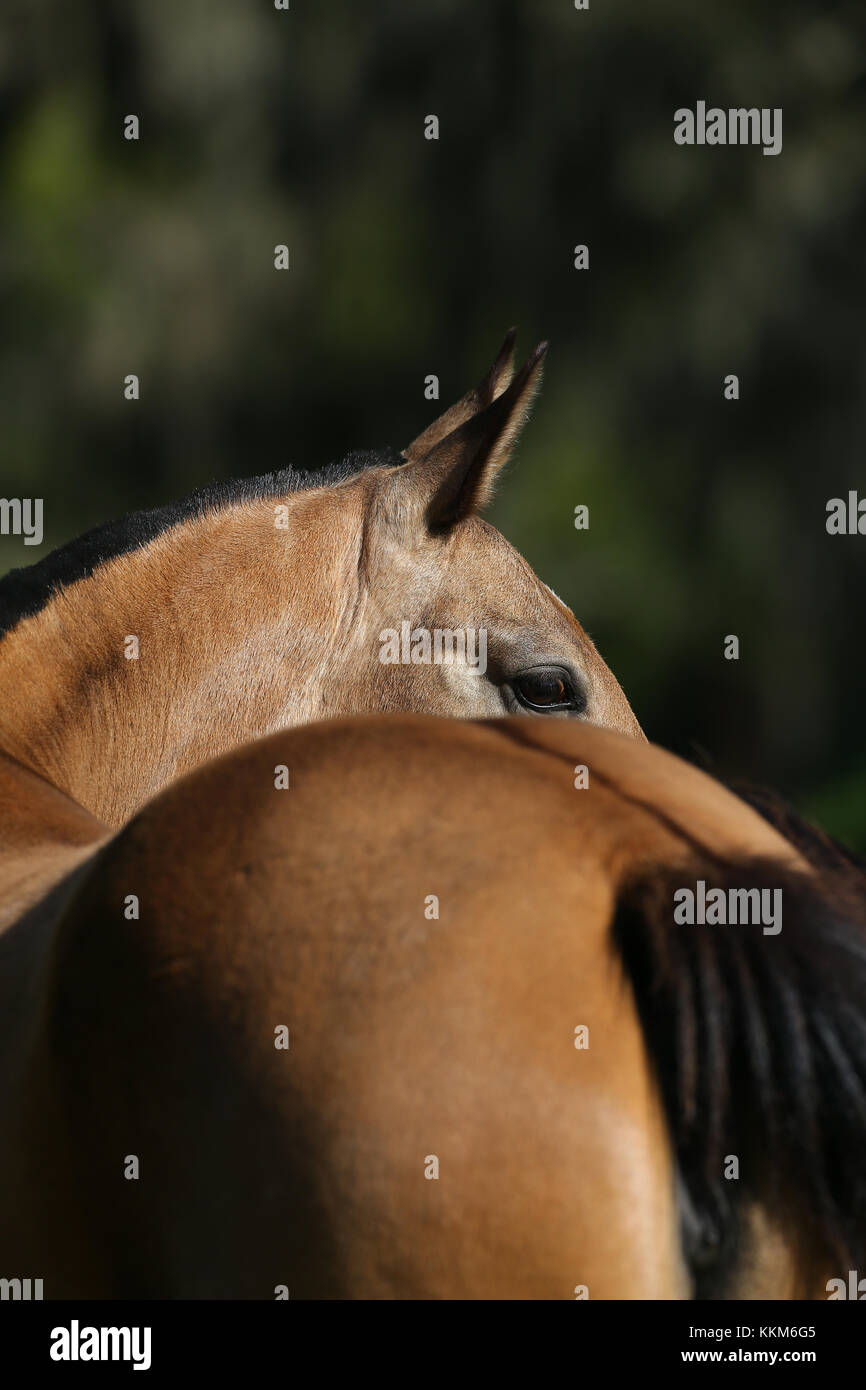 Akhal horse hi-res stock photography and images - Alamy