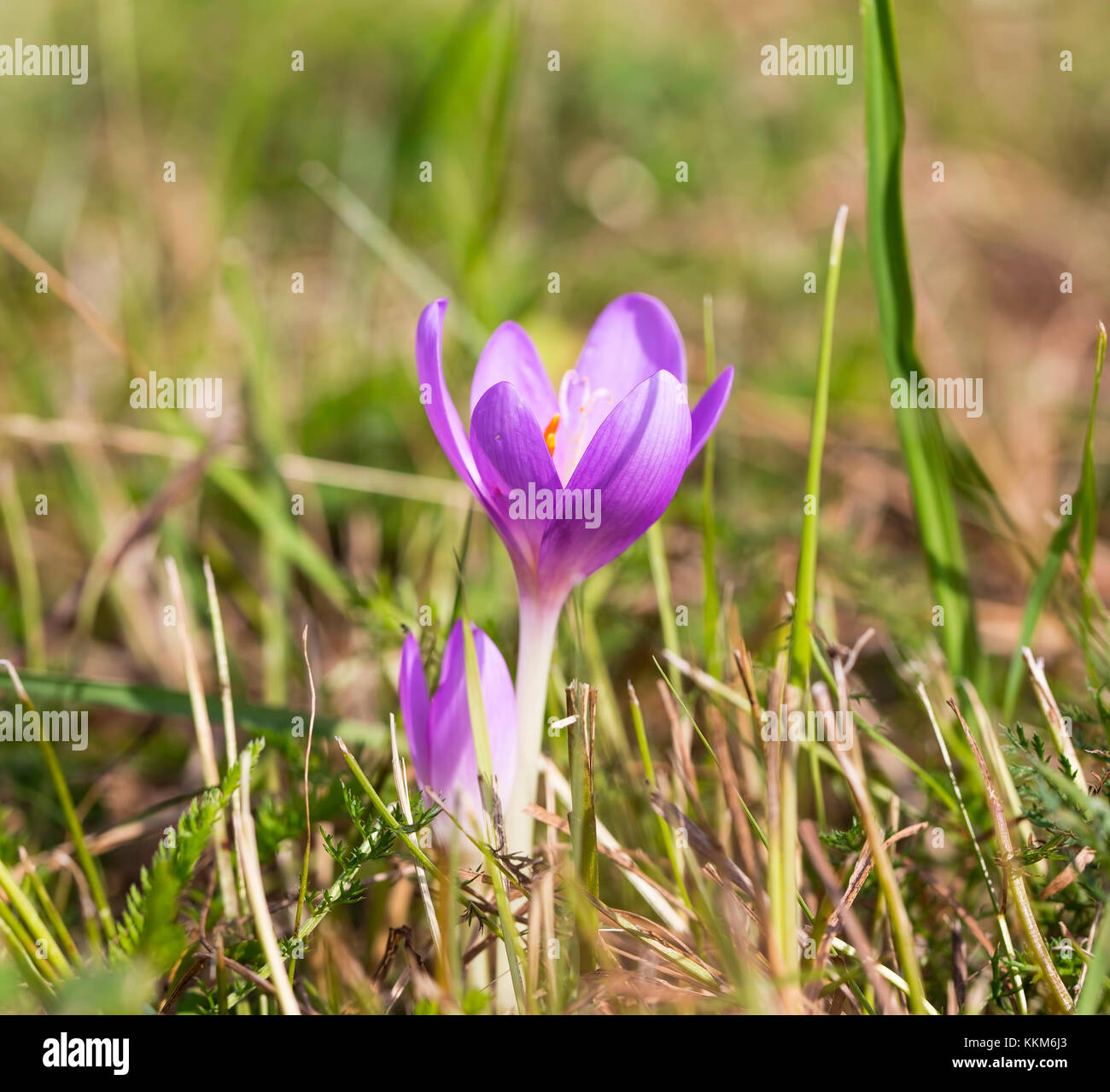 Blooming purple colchicum autumnale on natural background.Violet ...