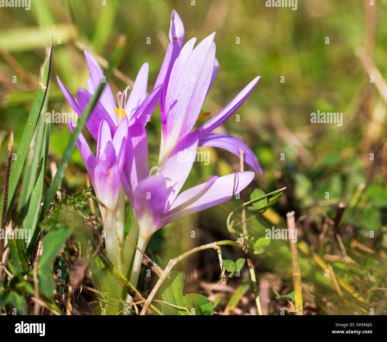 Blooming purple colchicum autumnale on natural background.Violet ...