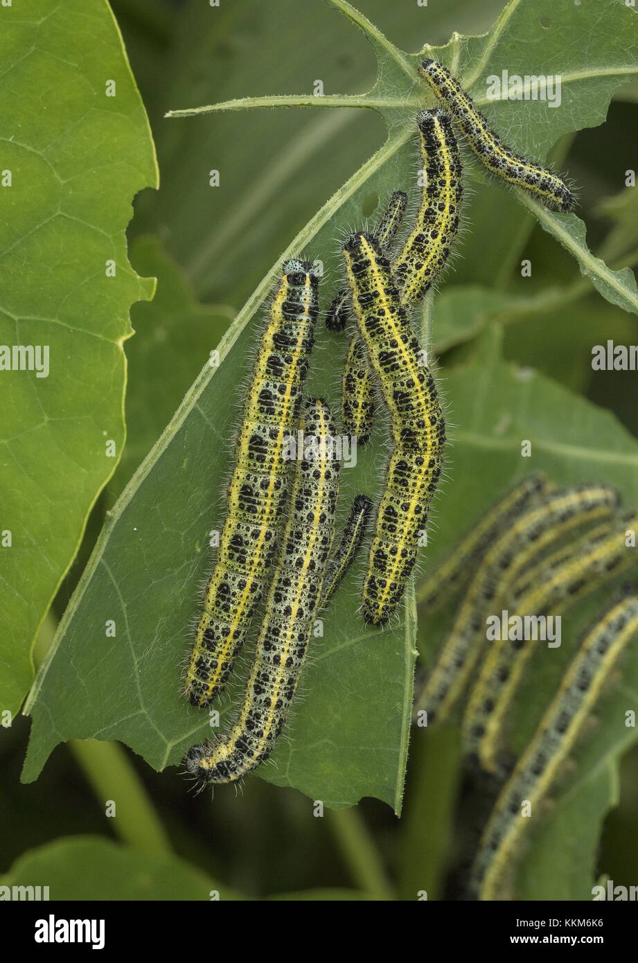 Larvae of Large white, Pieris brassicae, on Nasturtium leaf Stock Photo ...