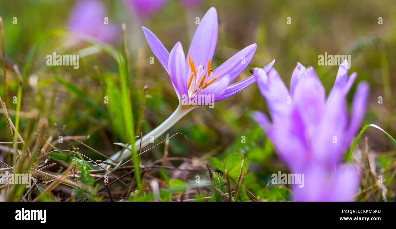 Blooming purple colchicum autumnale on natural background.Violet ...