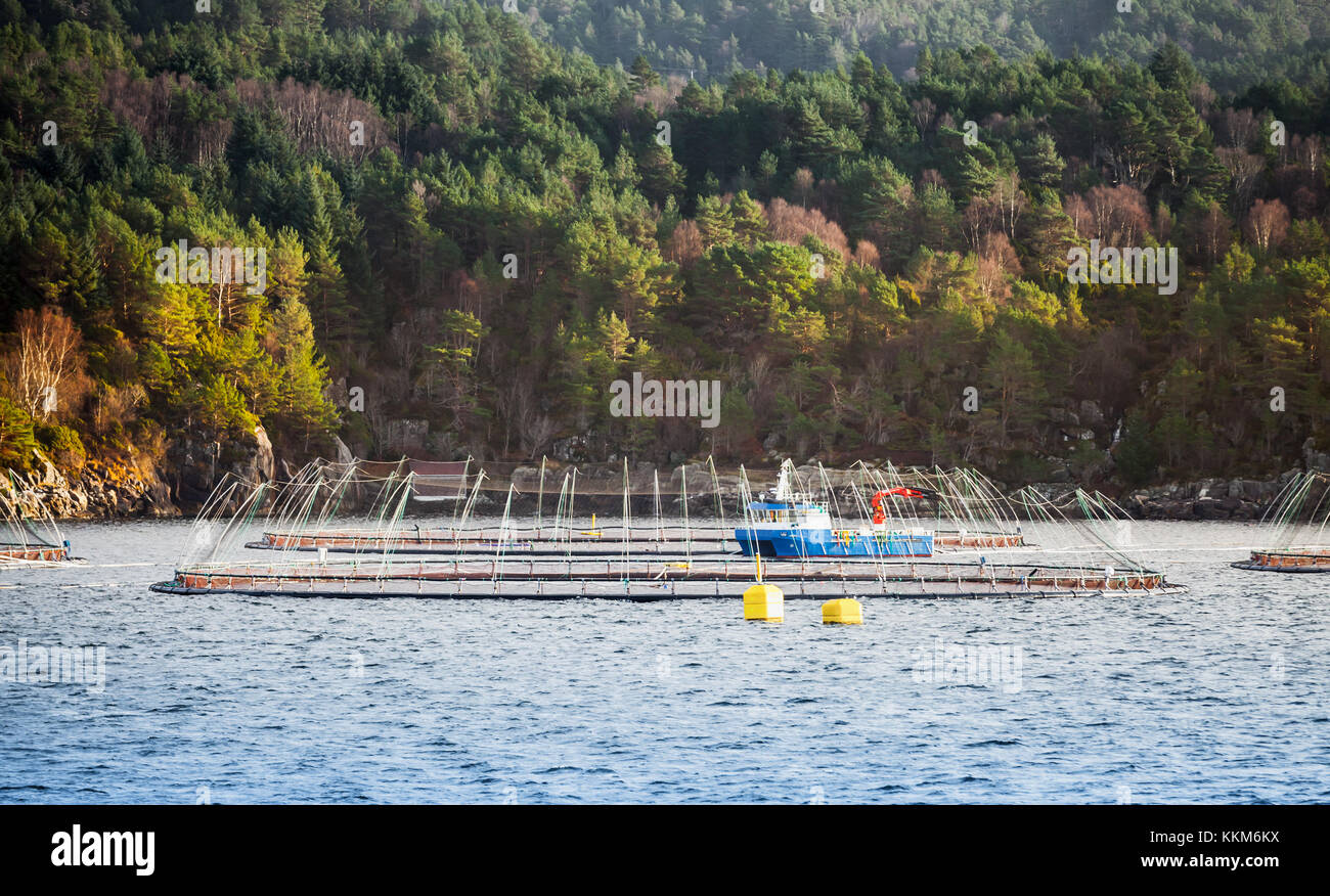 Norwegian salmon hi-res stock photography and images - Alamy